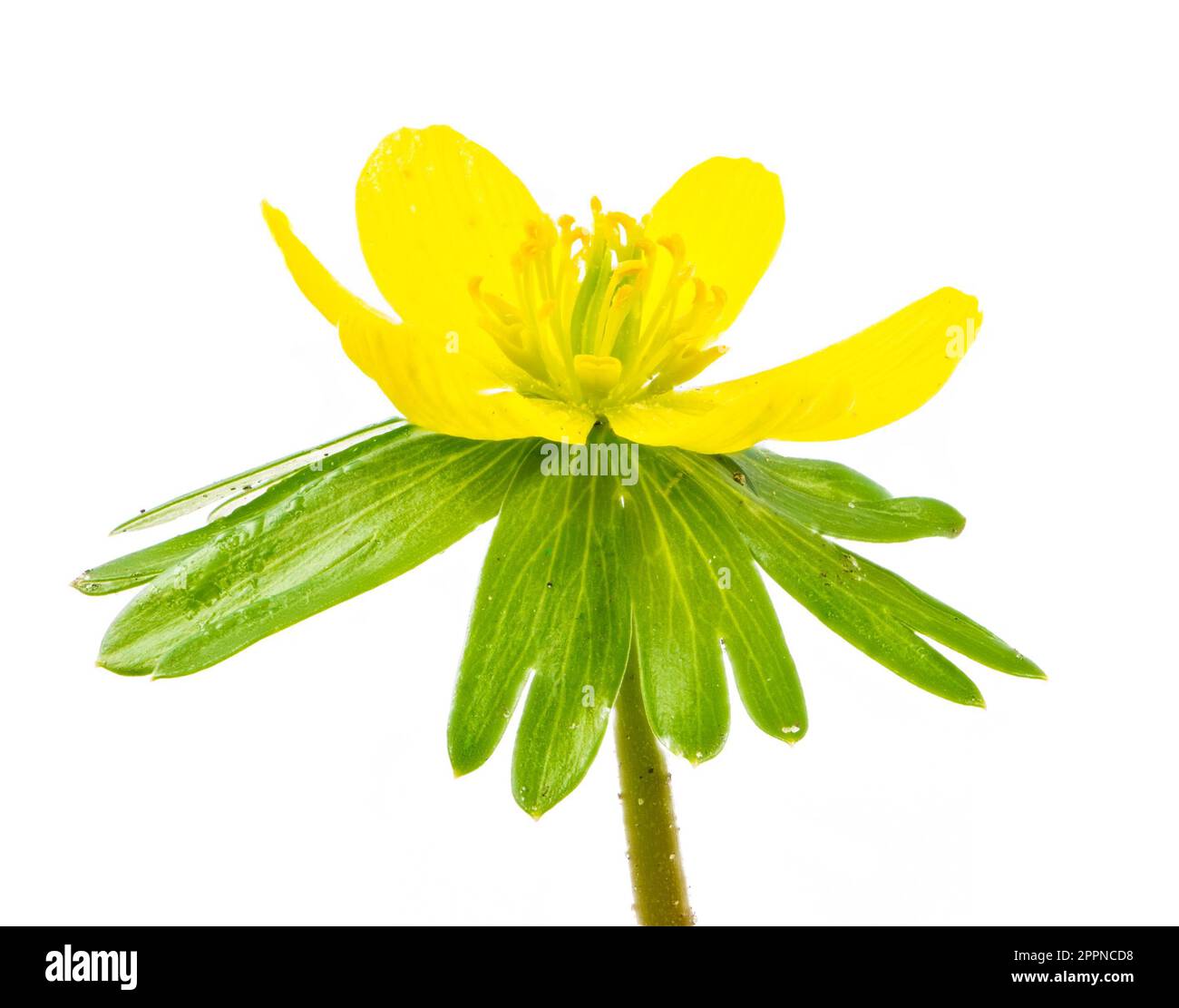 Isolated yellow blossom of winter aconite (Eranthis hyemalis) flower ...