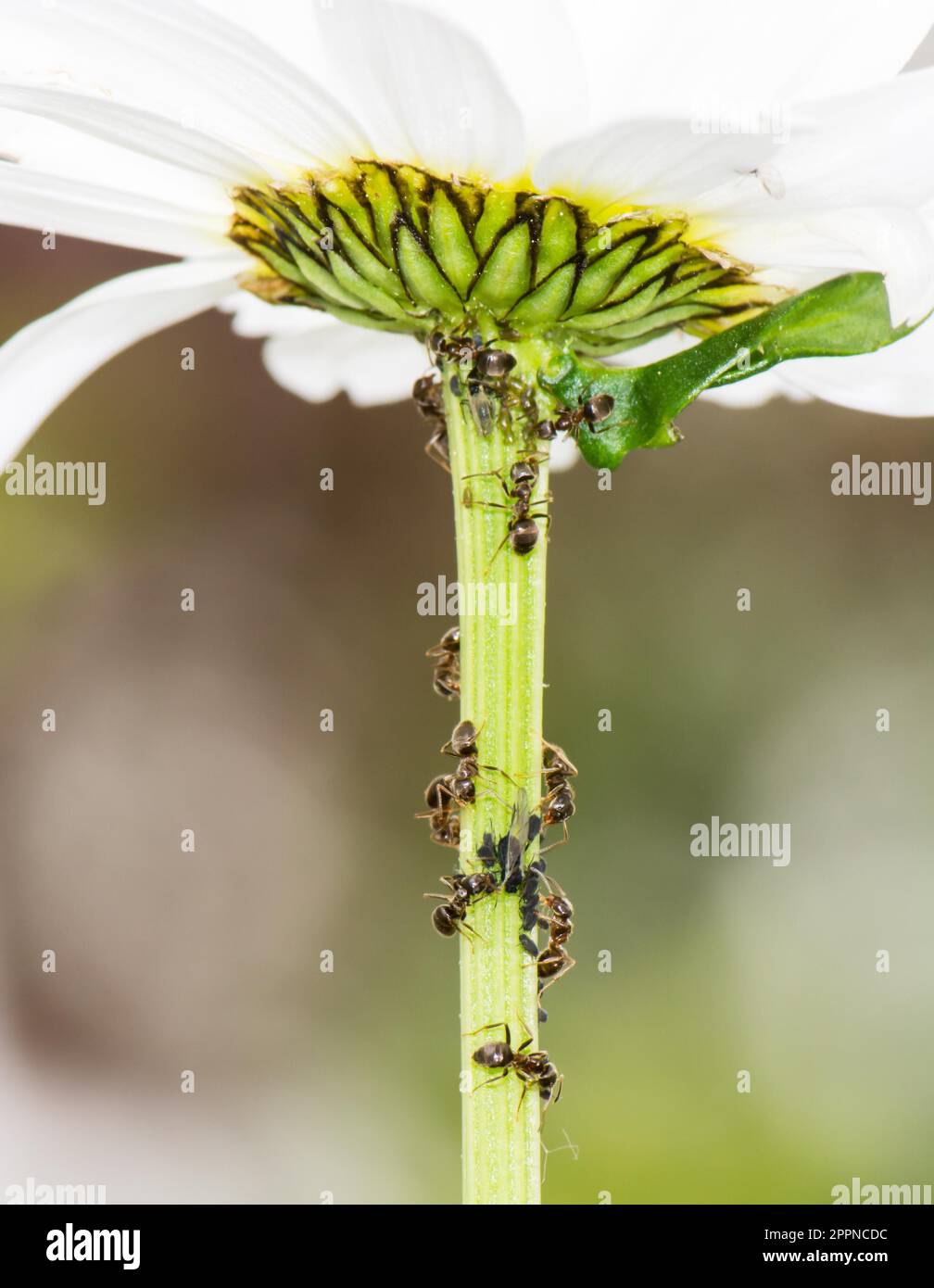 Lice and Ants on the stem of a flower Stock Photo - Alamy