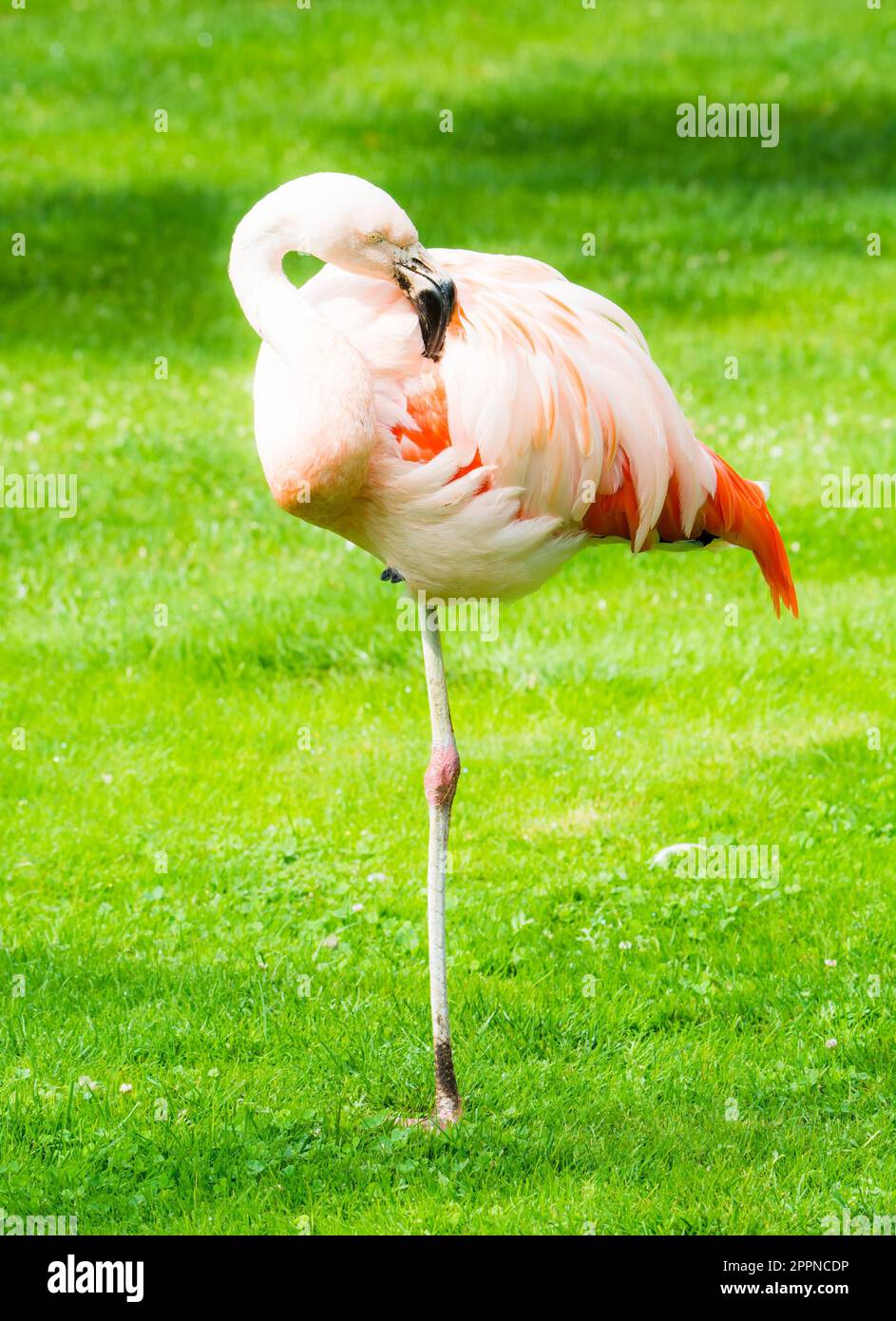 Pink flamingo standing in the grass on one leg Stock Photo - Alamy