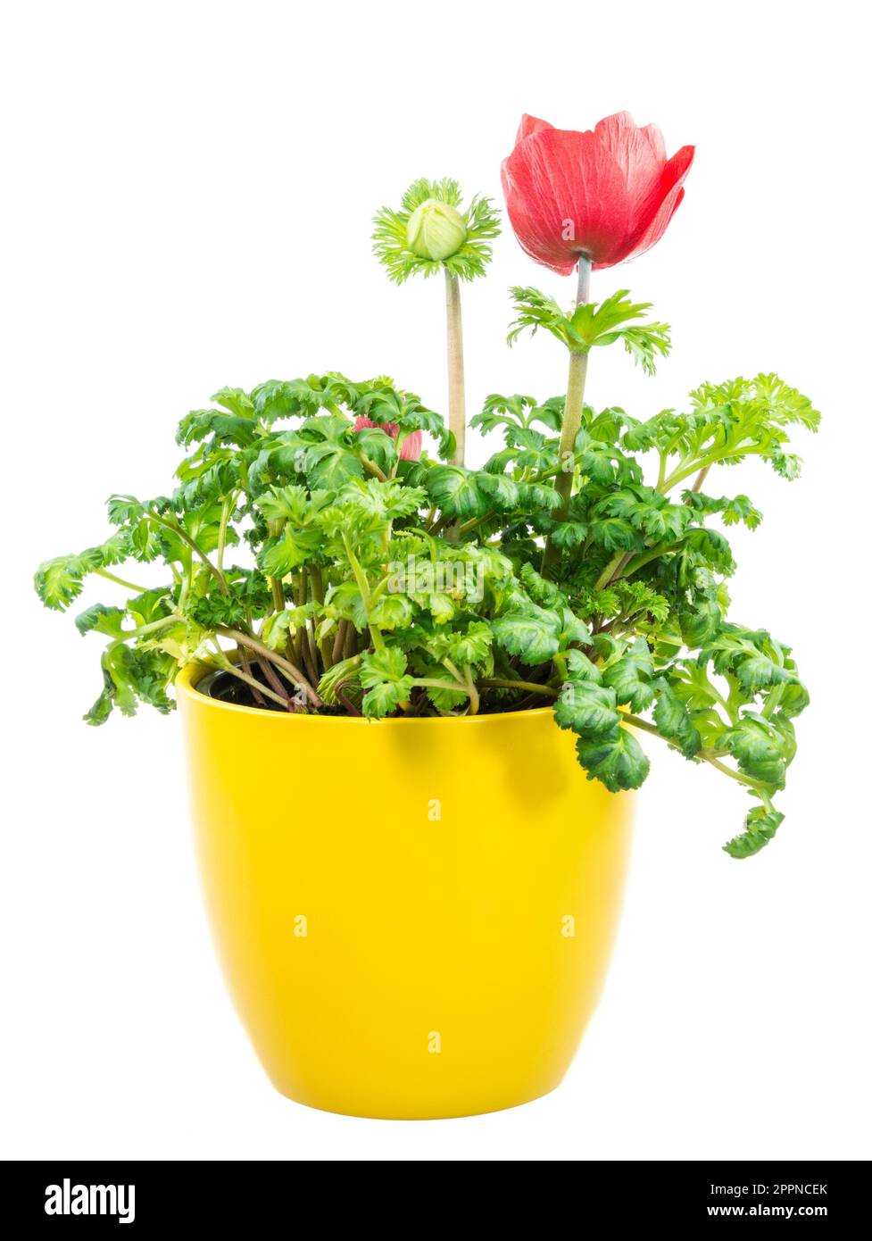 Anemone plant hi-res stock photography and images - Alamy