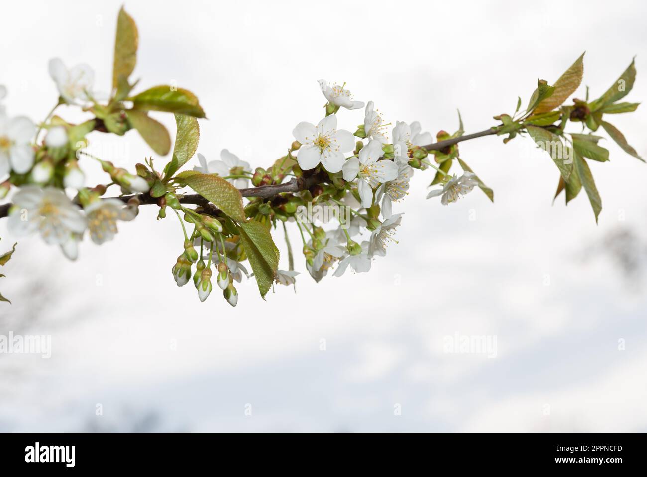 fruit bearing cherry blossoms with young foliage on a cloudy sky Stock ...