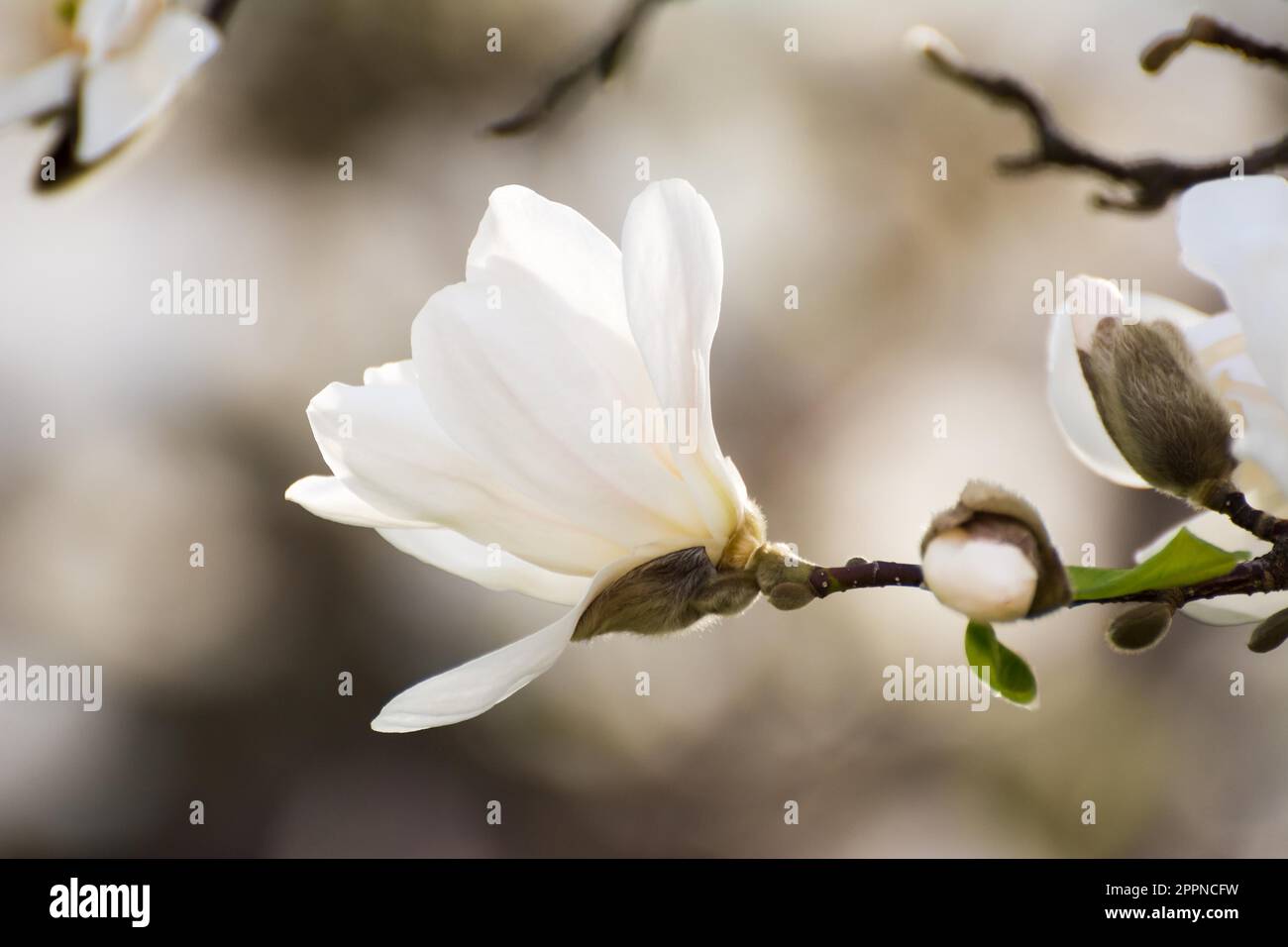 Spring scenic with blossoms of white flowering magnolia tree Stock ...