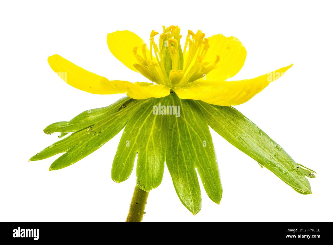 Isolated yellow blossom of winter aconite (Eranthis hyemalis) flower ...