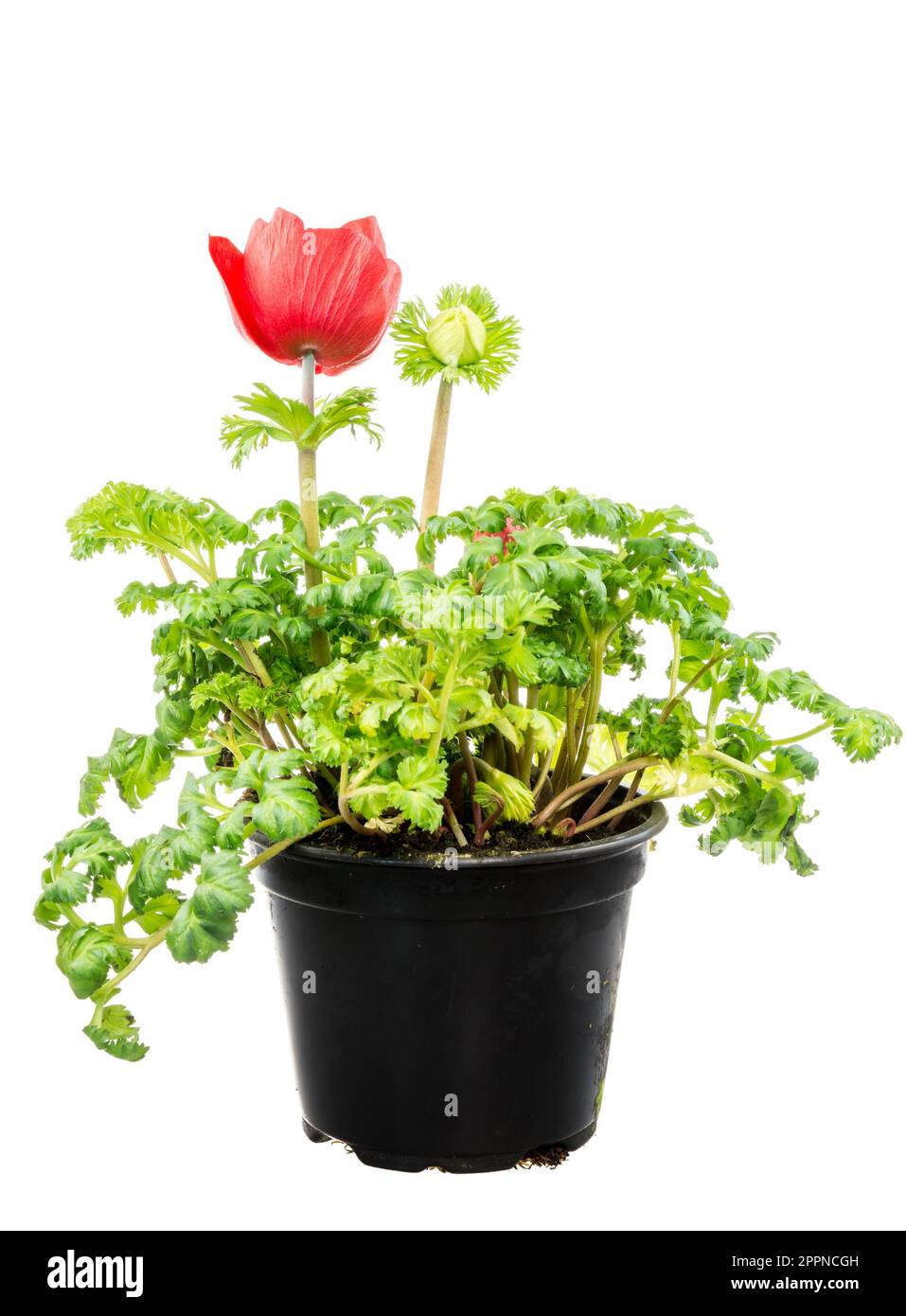 Red and white anemone Cut Out Stock Images & Pictures - Alamy