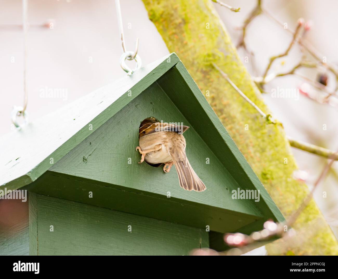 Eurasian Tree Sparrow in a green wooden Birdhouse Stock Photo - Alamy