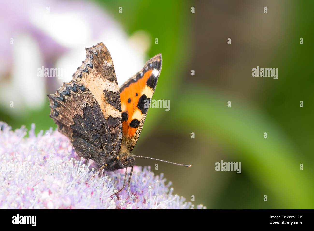 Small tortoise shell butterfly (Aglais urticae) on a hydrangea flower ...