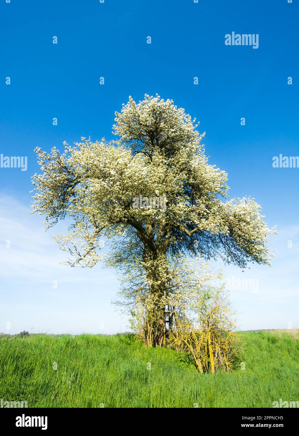 Landscape with a flowering tree at spring Stock Photo - Alamy