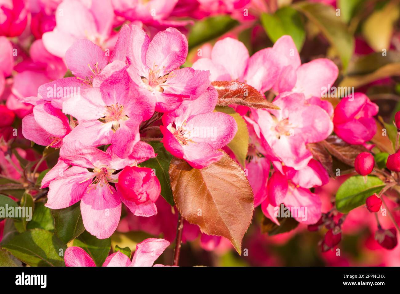 Spring time - flowering apple tree with pink blossoms Stock Photo - Alamy