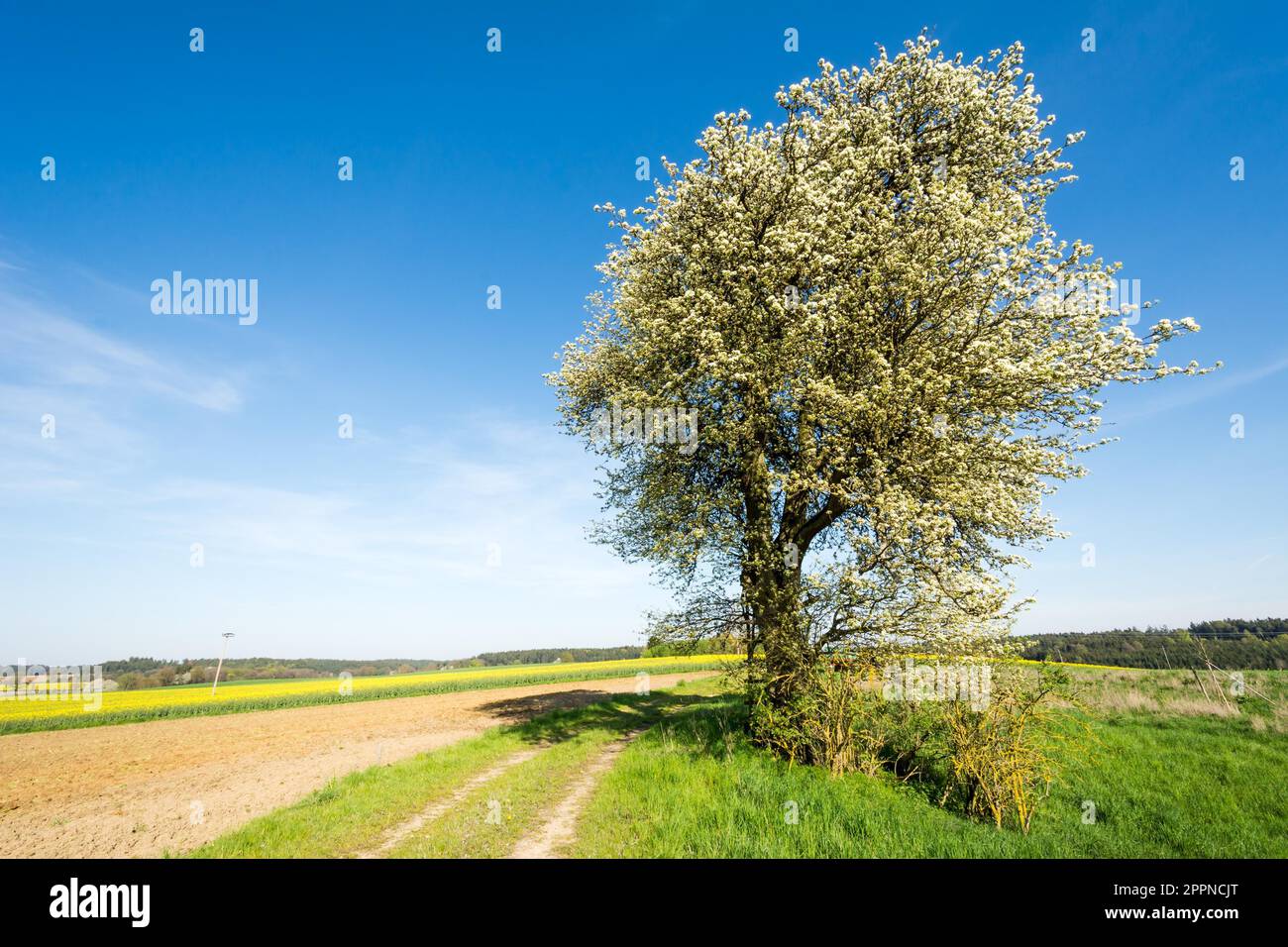 Landscape with a flowering tree at spring Stock Photo - Alamy