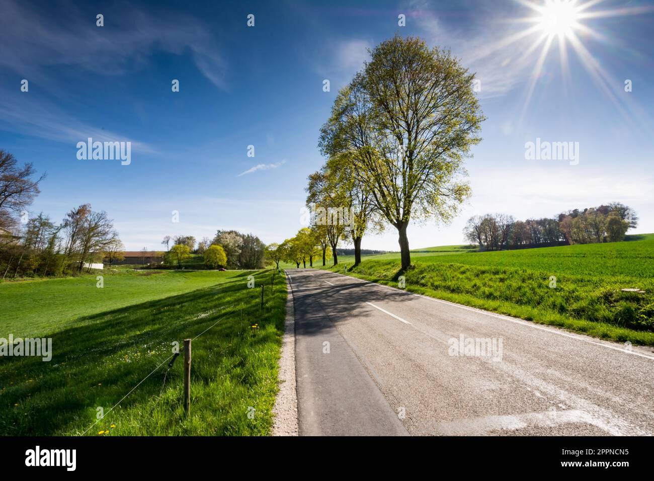 Landscape with trees along a country road Stock Photo - Alamy