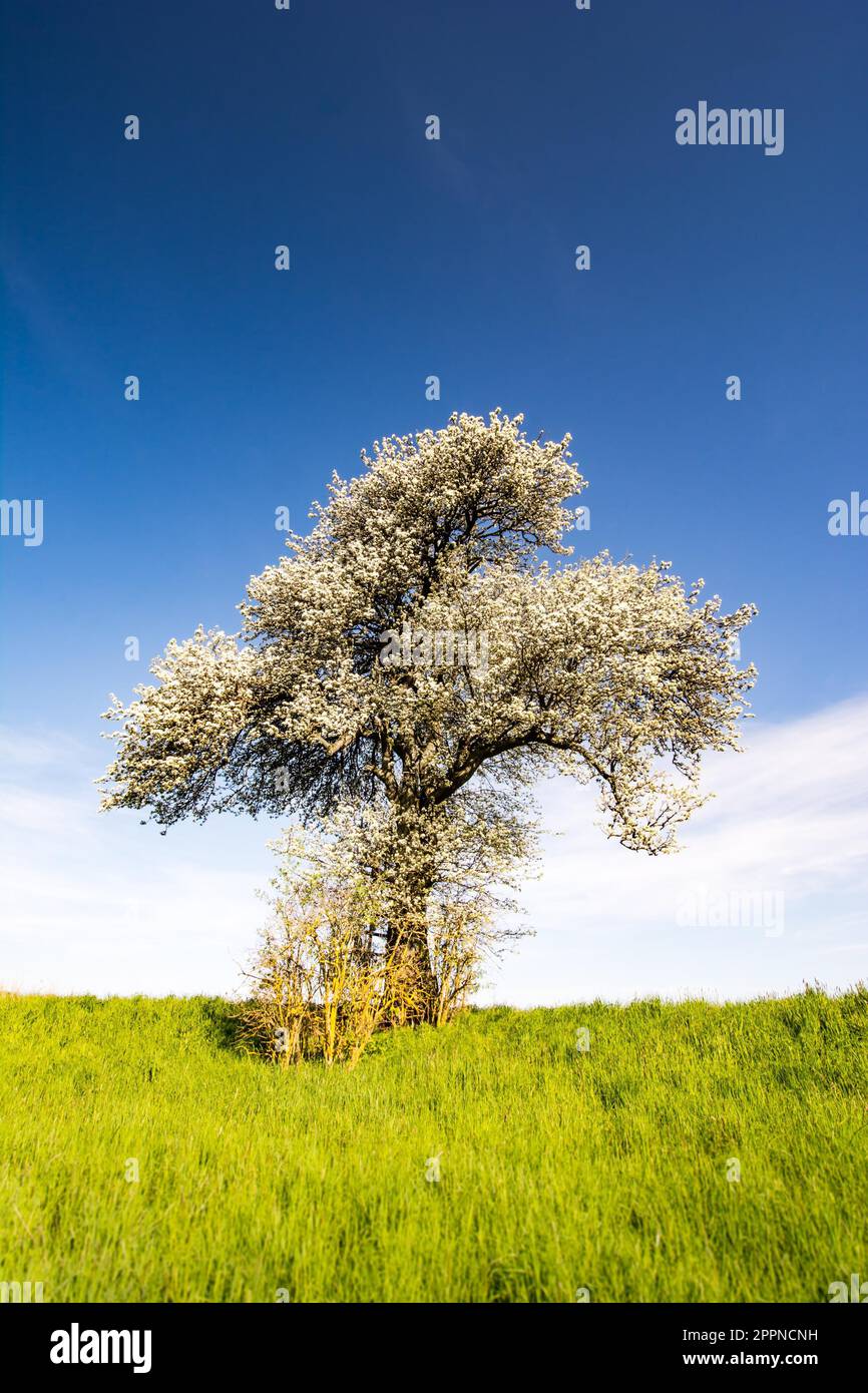 Landscape with a flowering tree at spring Stock Photo - Alamy