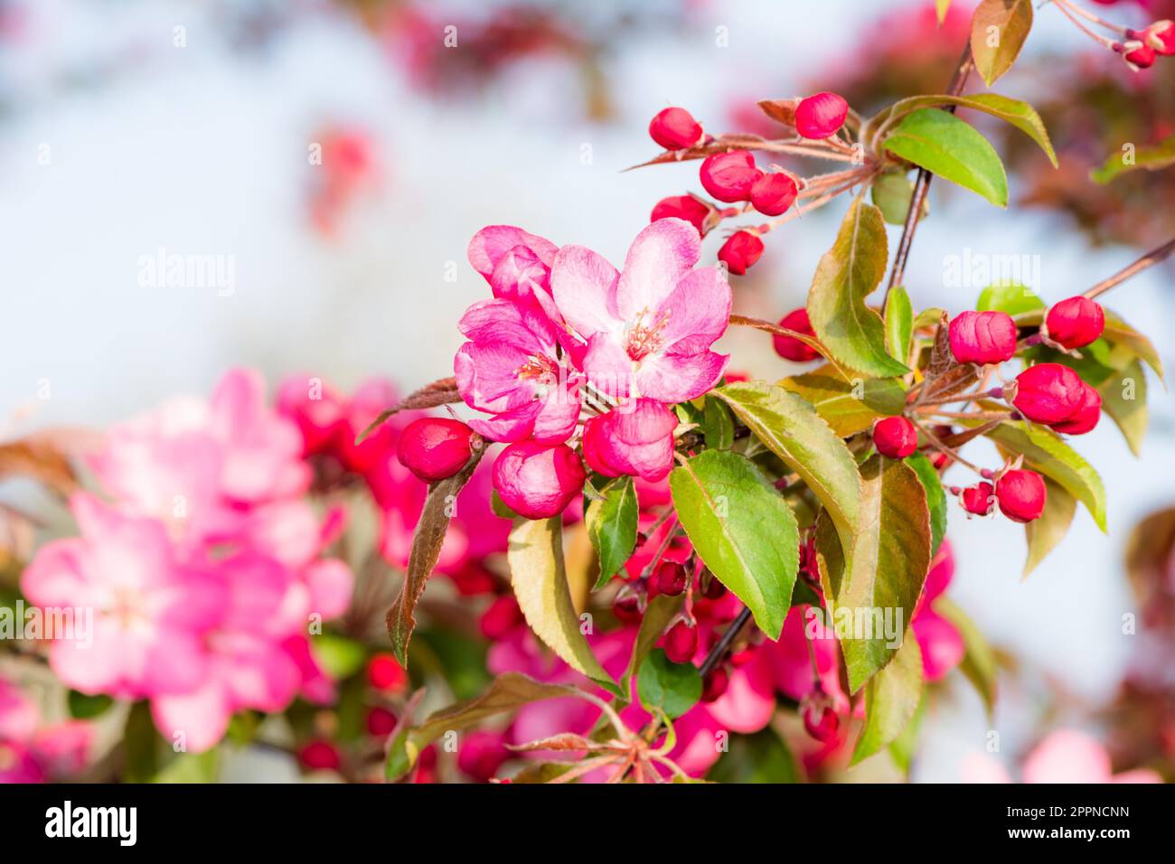 Spring time - flowering apple tree with pink blossoms Stock Photo - Alamy