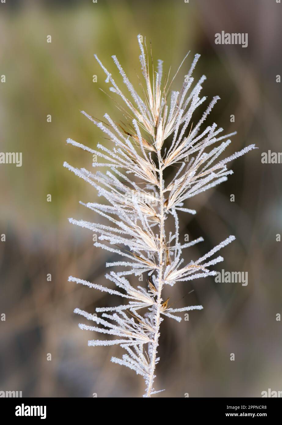 Frozen grass detail hi-res stock photography and images - Alamy