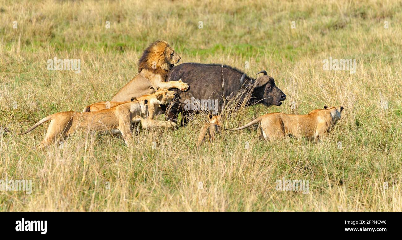 Lion (Panthera leo) pride chasing a buffalo, Maasai Mara Game Reserve ...