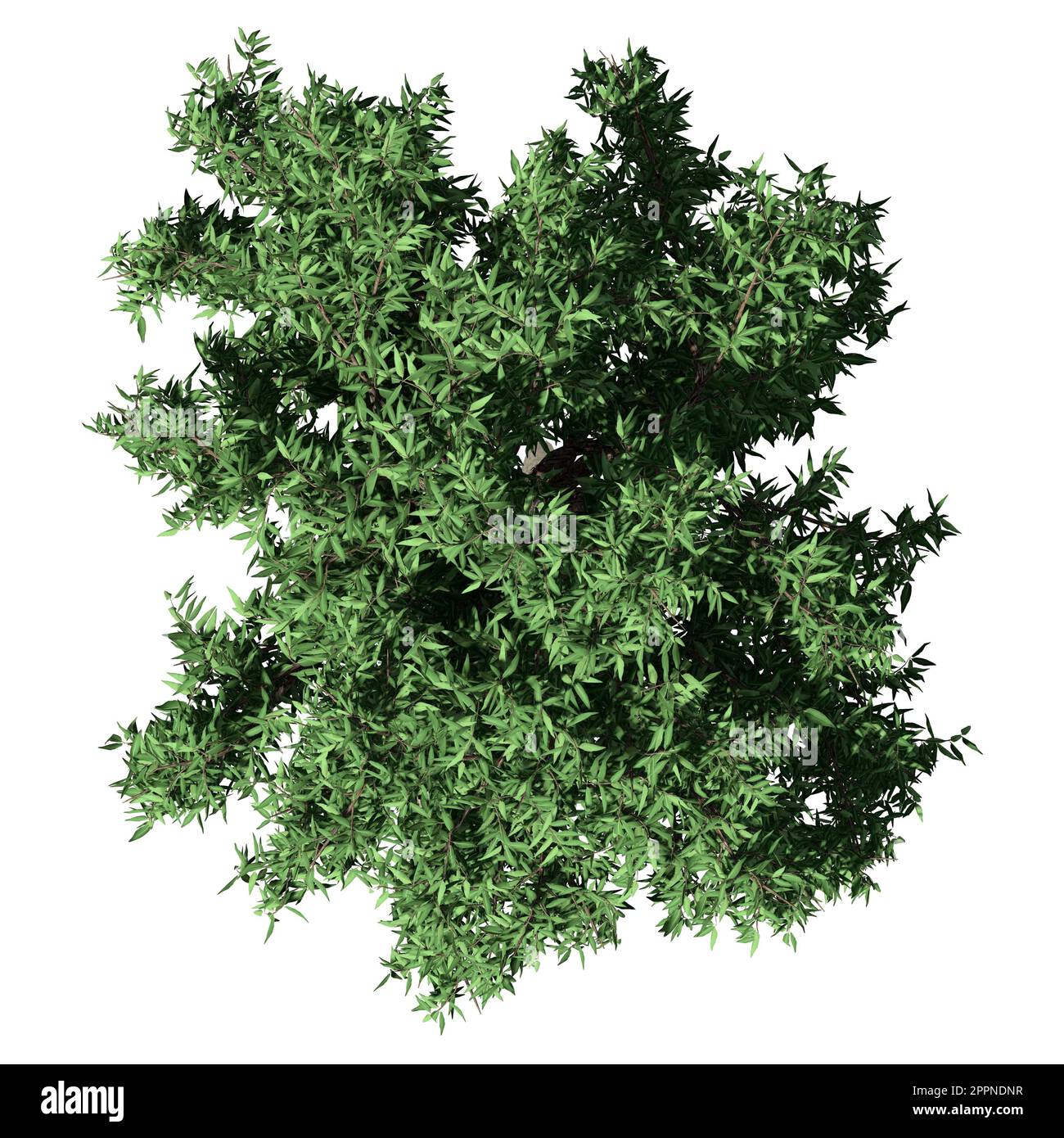 Flooded Gum Tree isolated on white background top view Stock Photo - Alamy