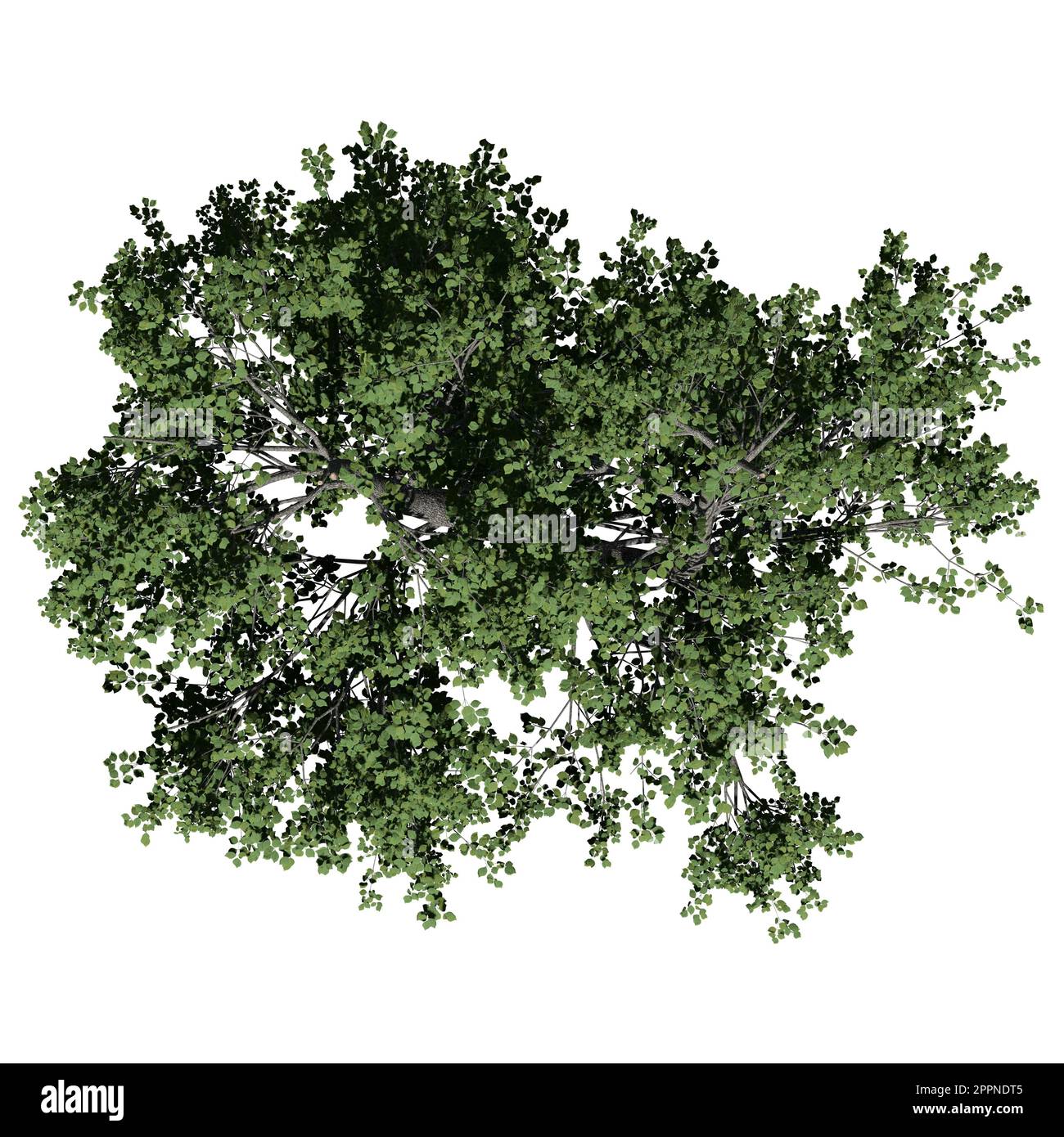 Green Ash Tree isolated on white background top view Stock Photo - Alamy