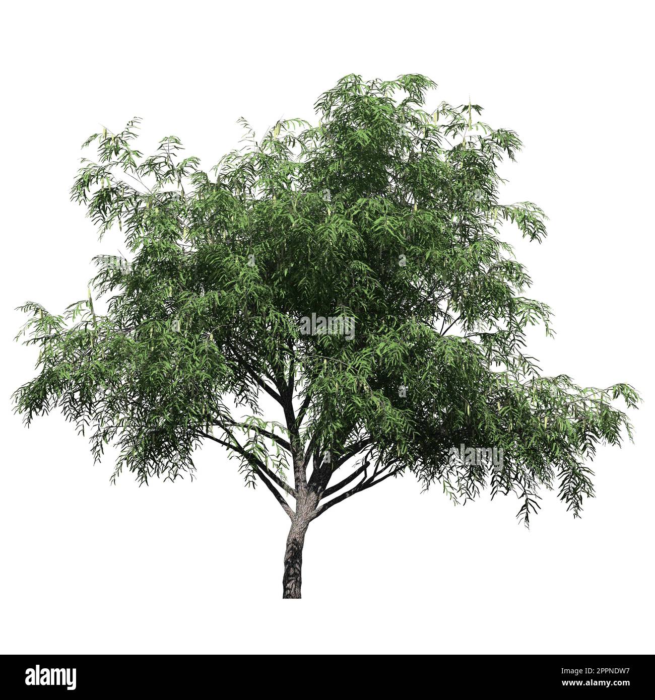 Rio Salado Mesquite Tree