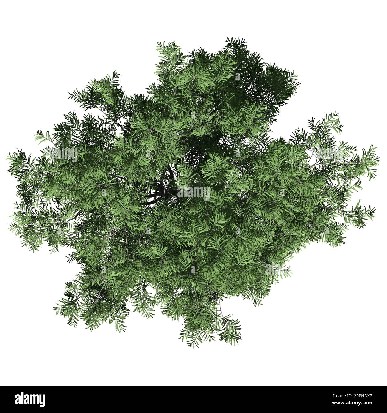 Honey Mesquite Tree isolated on white background top view Stock Photo ...