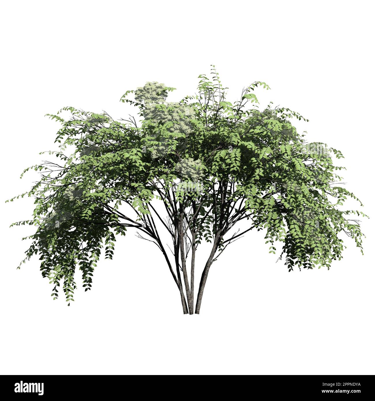 Japanese Angelica Tree isolated on white background front view Stock ...
