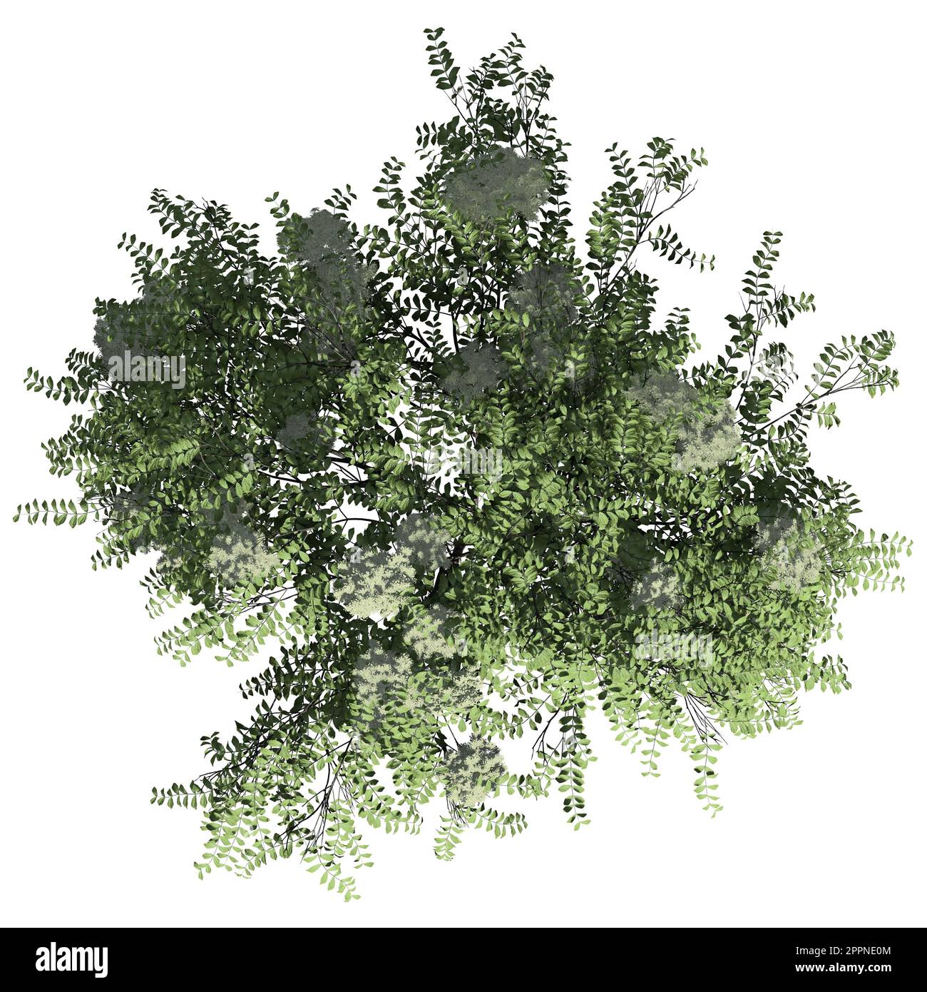 Japanese Angelica Tree isolated on white background top view Stock ...