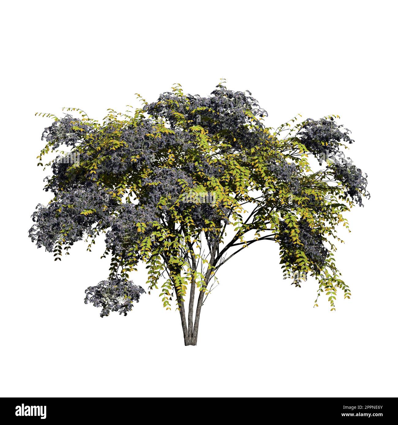 Japanese Angelica Tree isolated on white background front view Stock ...