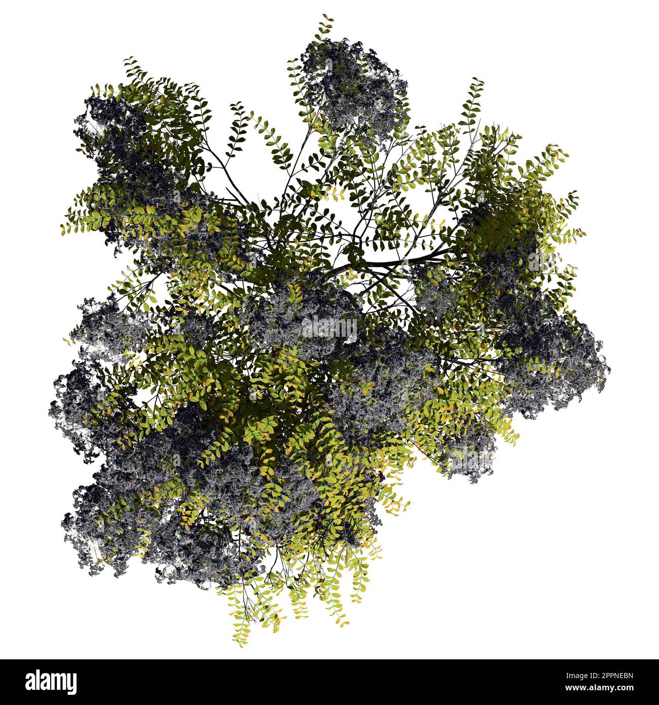 Japanese Angelica Tree isolated on white background top view Stock ...