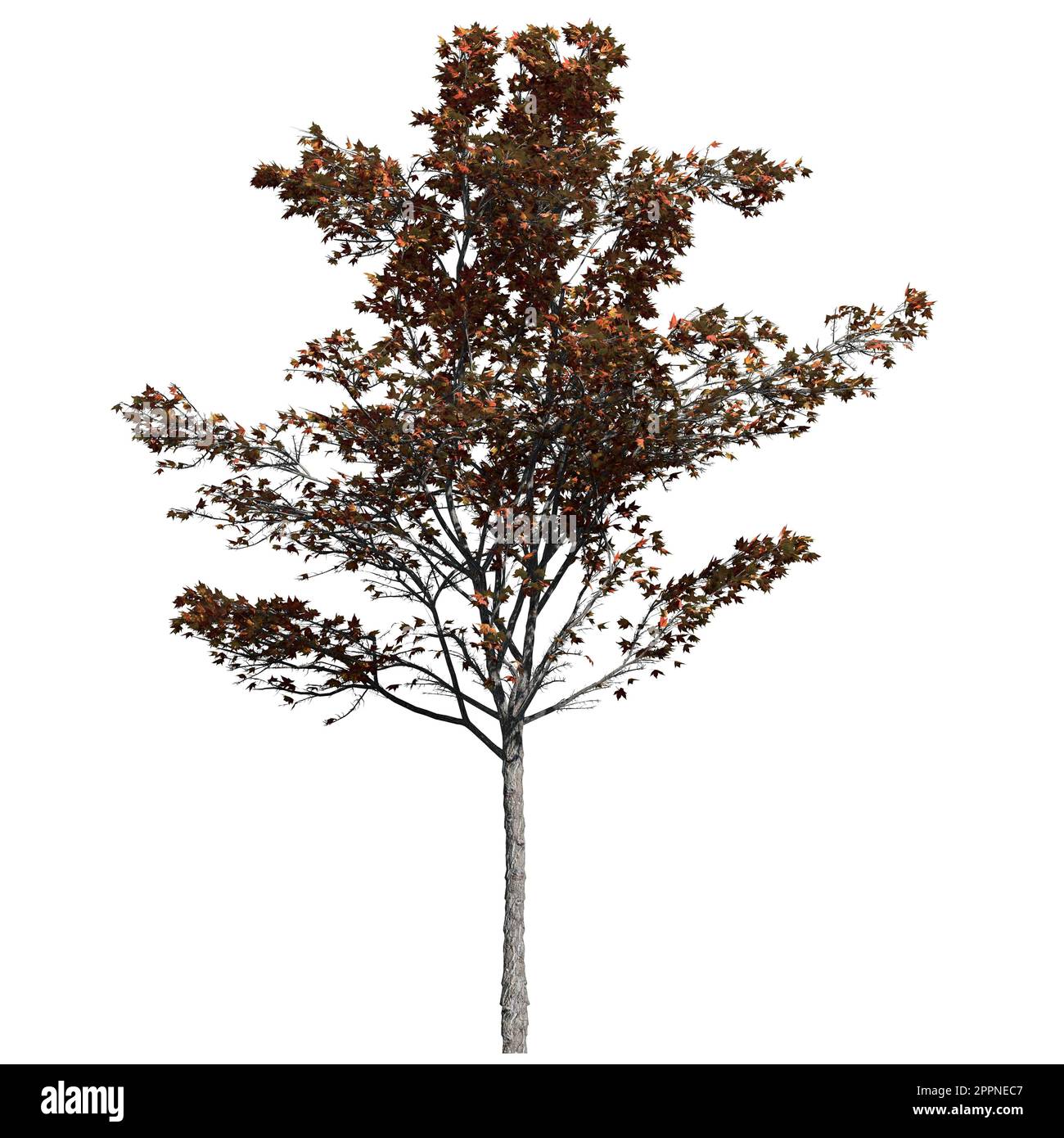 Japanese Maple Tree isolated on white background front view Stock Photo ...