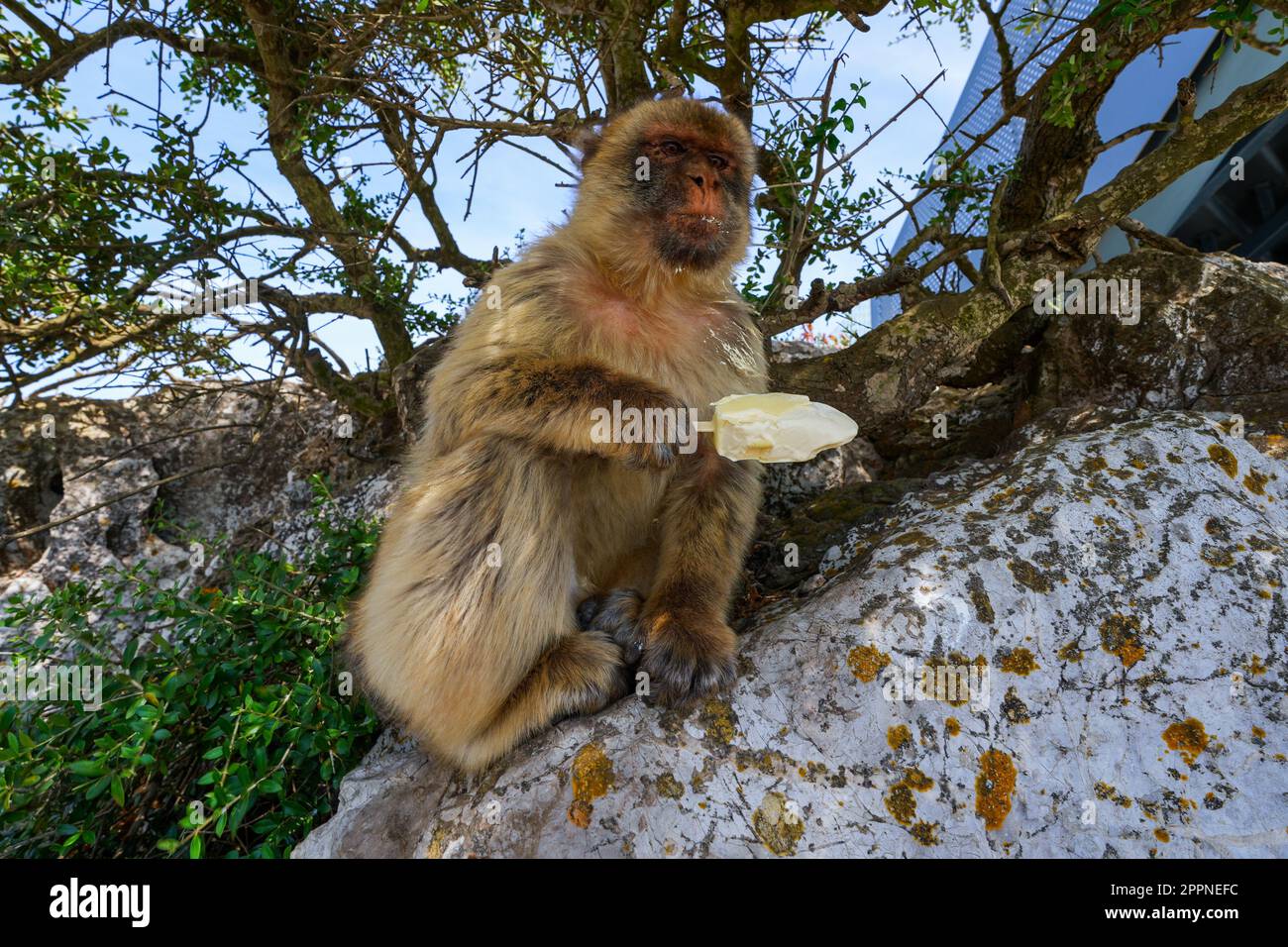 Barbary macaque monkey eating a white chocolate ice-cream that he stole ...