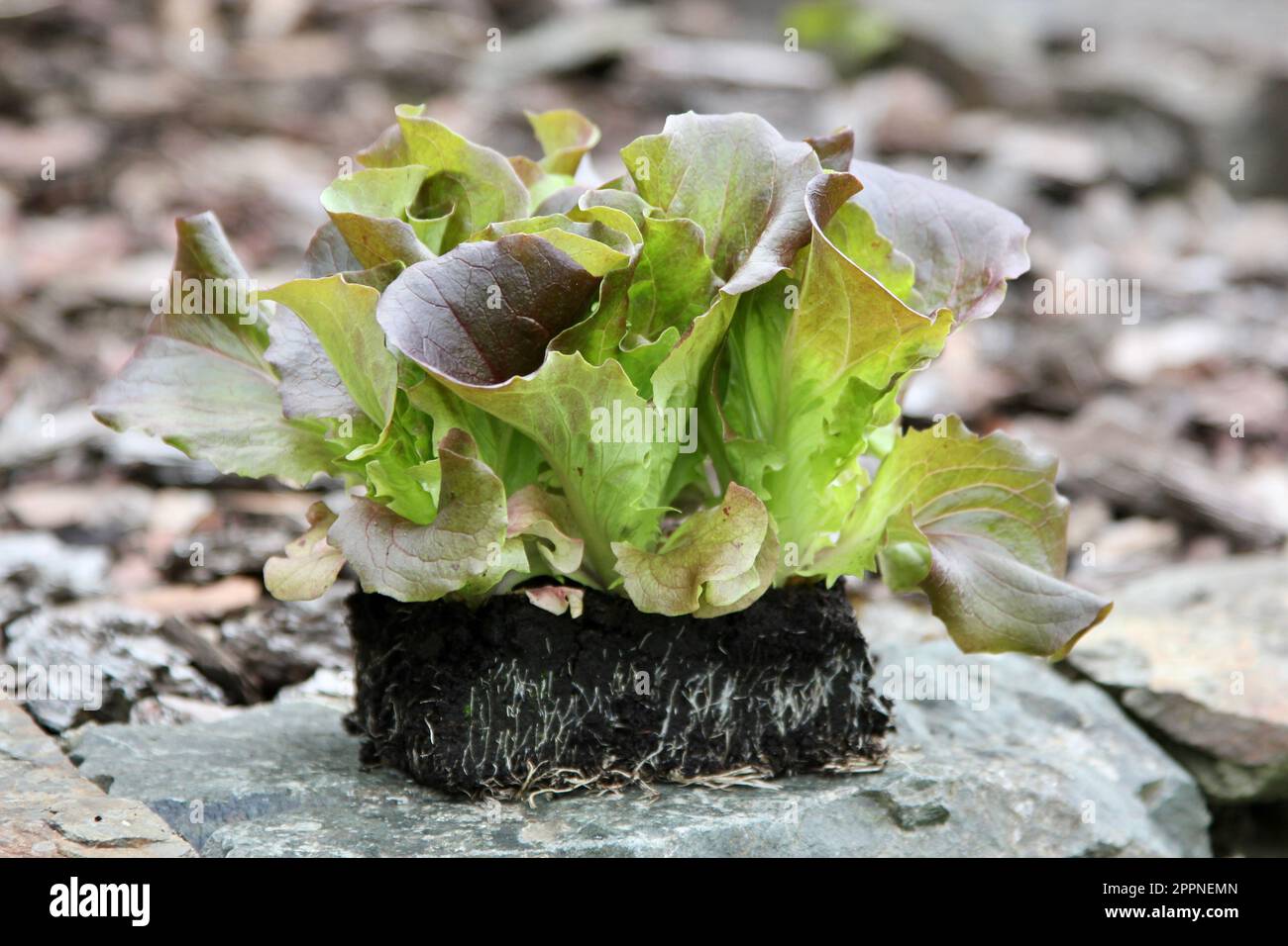 Plants lettuce hi-res stock photography and images - Alamy