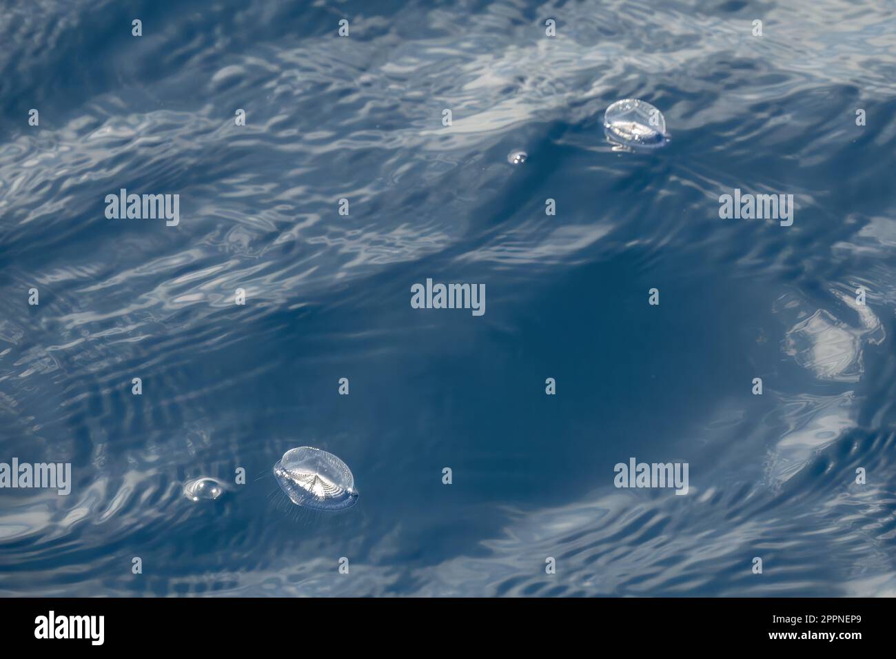 velella velella hydrozoa jellyfish floating on sea surface in ...