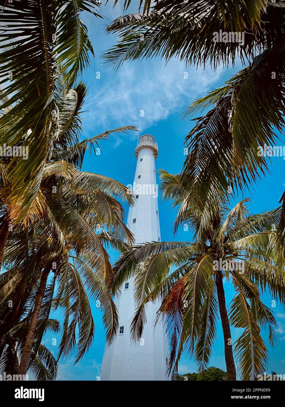 A tall white light tower stands amongst a cluster of palm trees in a scenic outdoor setting ...