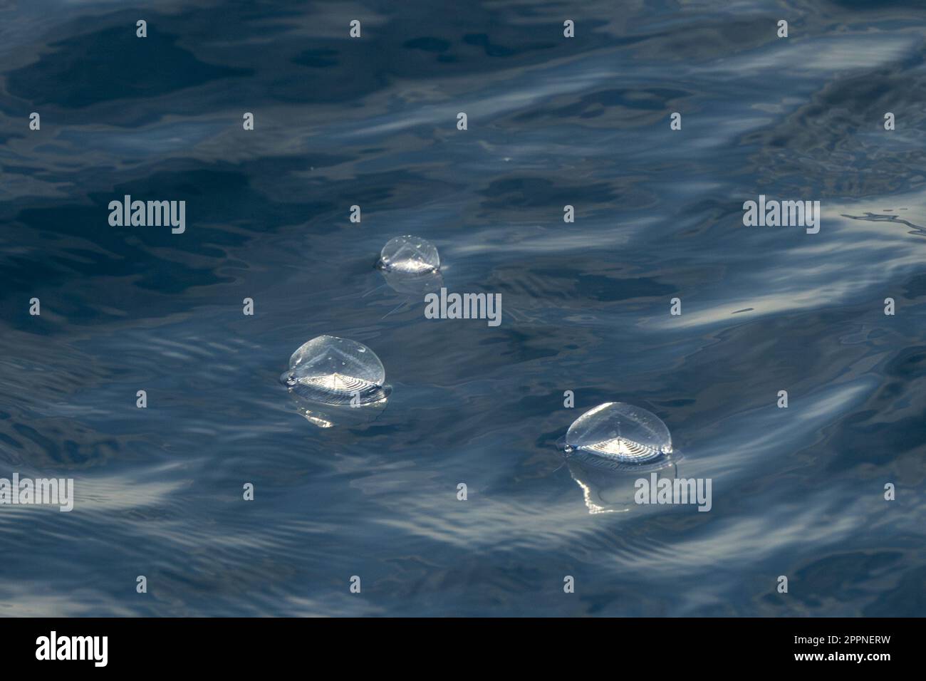velella velella hydrozoa jellyfish floating on sea surface in ...