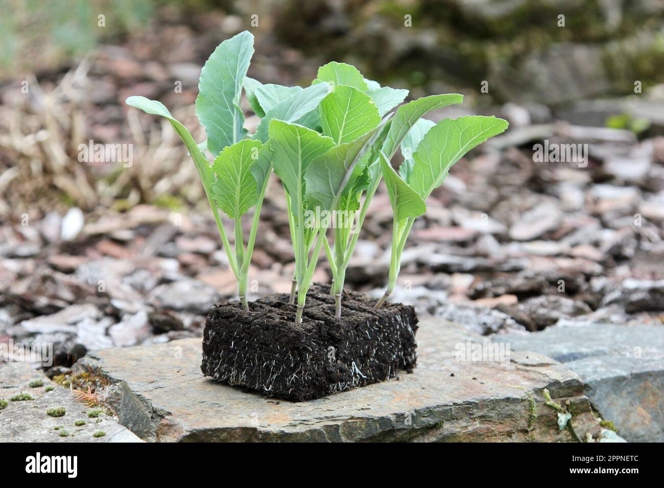 Small Cauliflower plants growing in cells, ready for planting out Stock ...