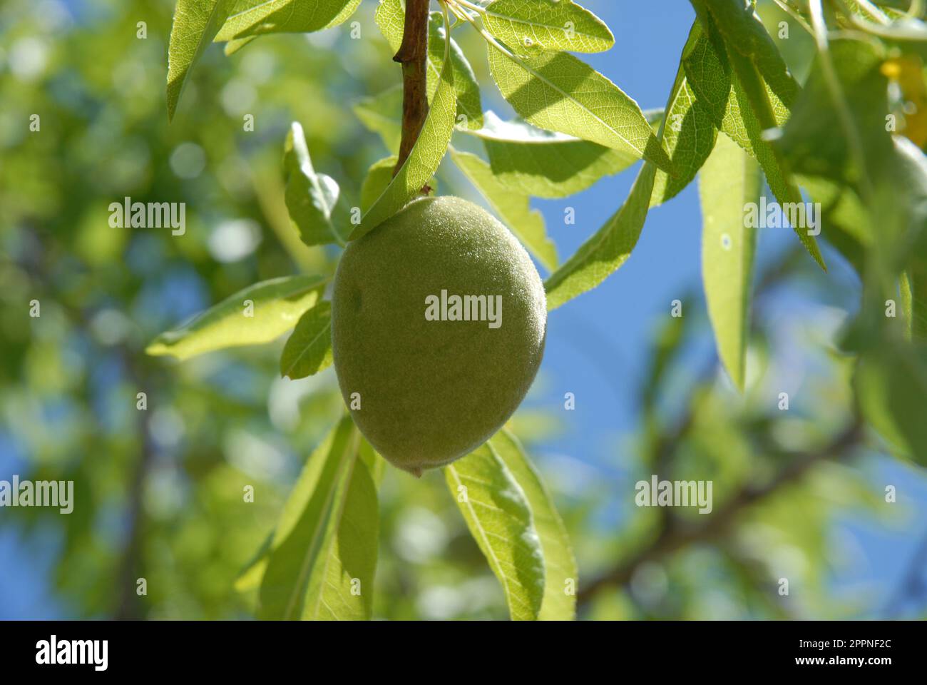 Organic almond growing on tree, showing green hull of the unripe fruit ...