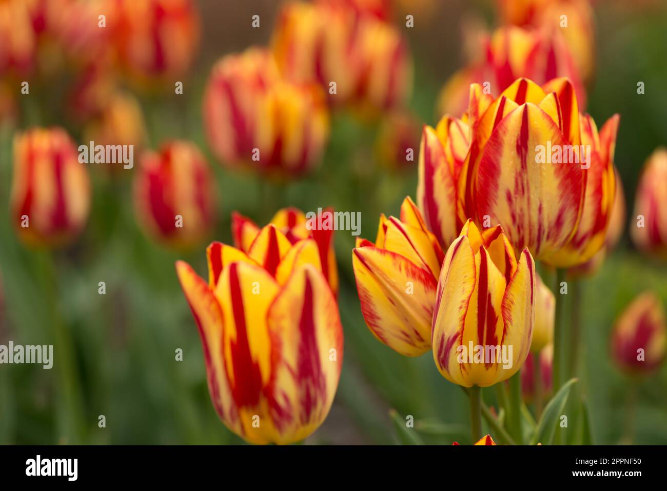 Variegated tulip hi-res stock photography and images - Alamy