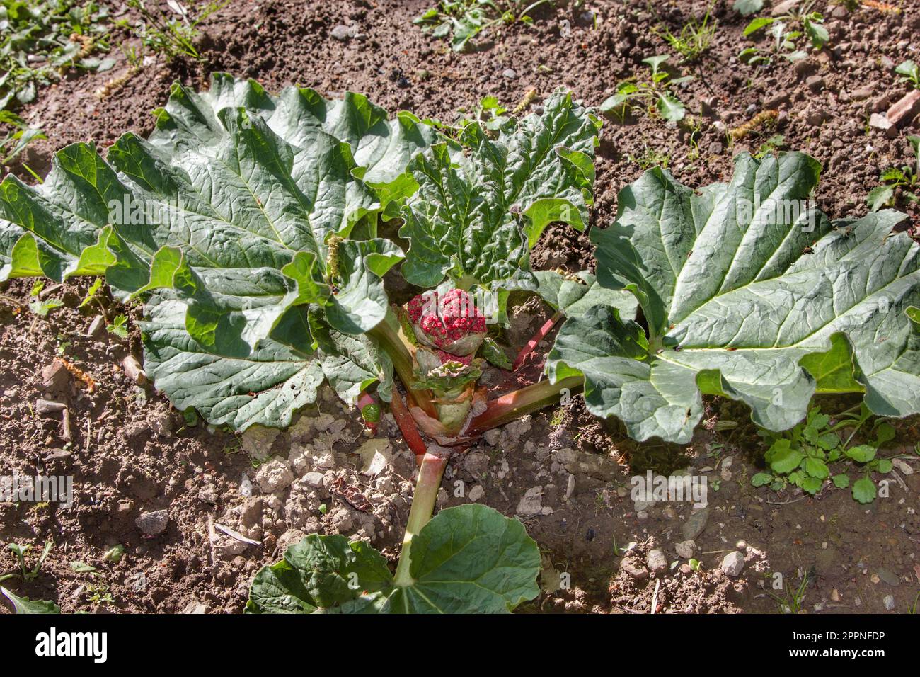 Young growing plant hi-res stock photography and images - Alamy Young growing plant hi-res stock photography and images - Alamy