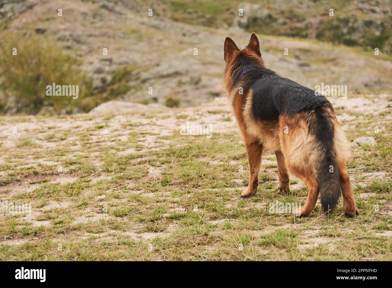 Dog Standing From Behind