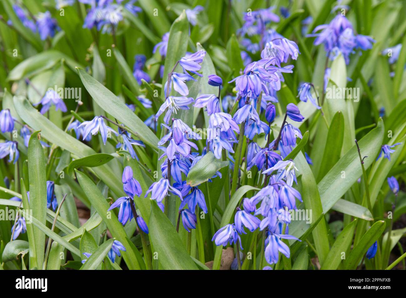 Bright blue spring flowers of squill, scilla siberica in UK garden April Stock Photo - Alamy