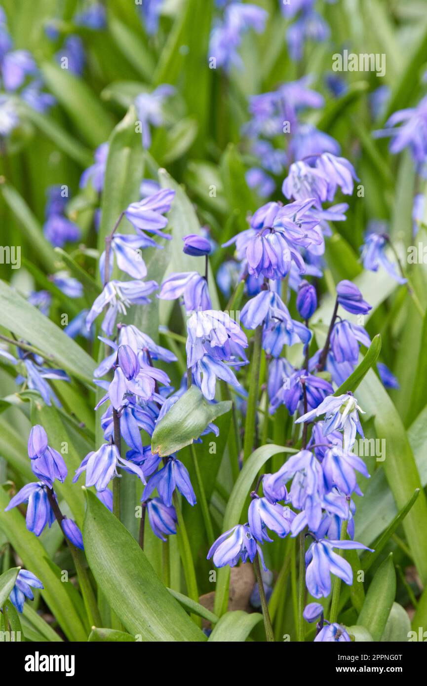 Blue Spring Flowers Scilla
