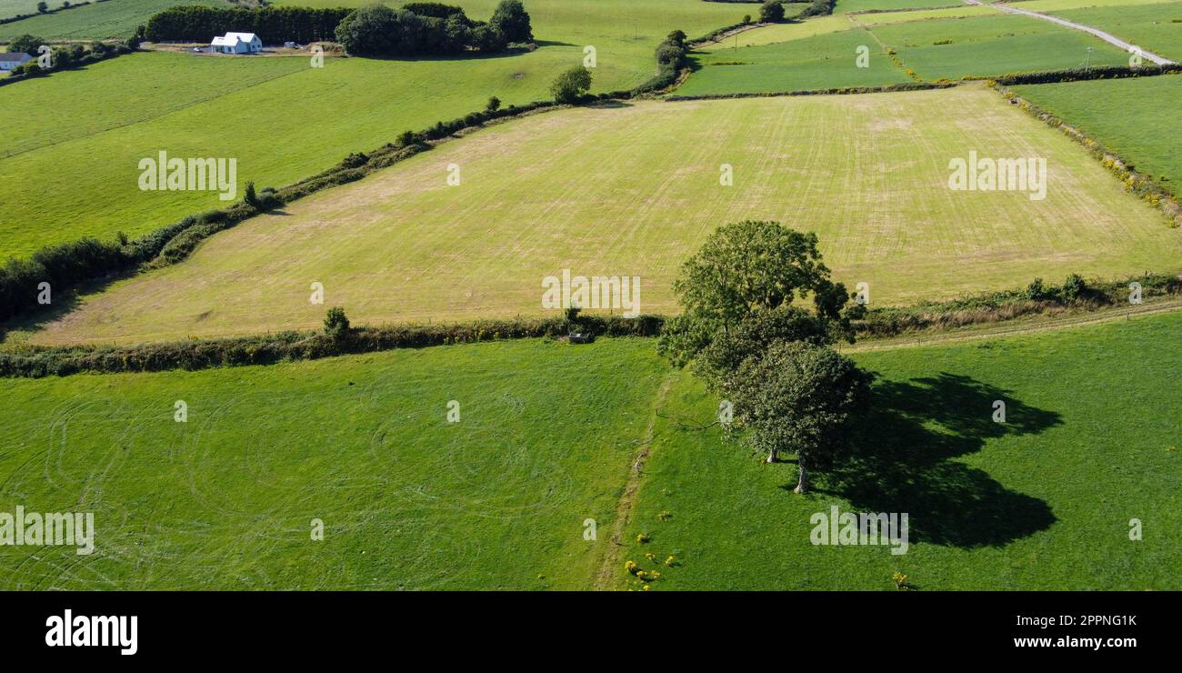 Several trees grow on a green grass field, top view. Irish landscape on ...
