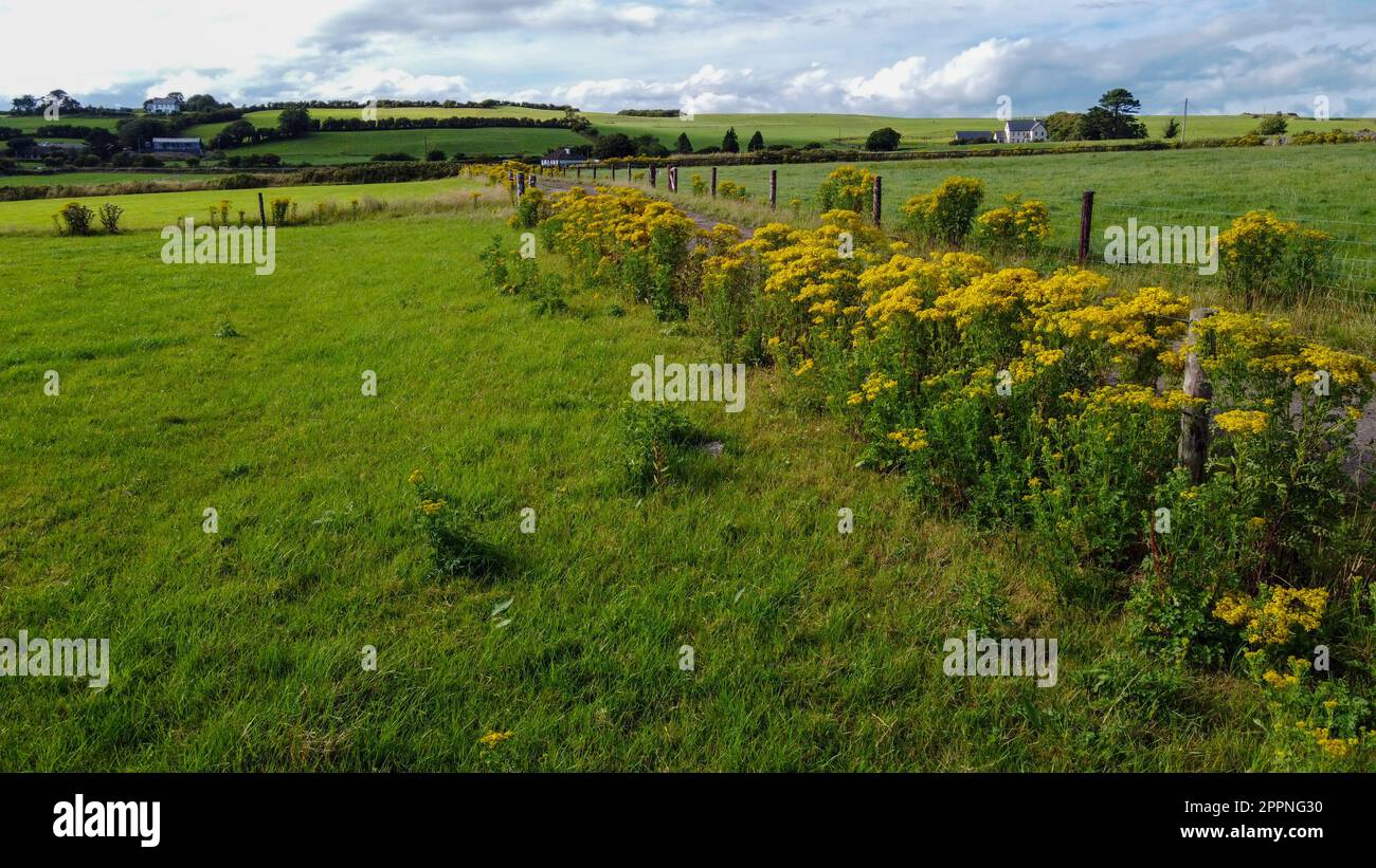 flowers on the edge of a farmers field, landscape. The Irish field ...