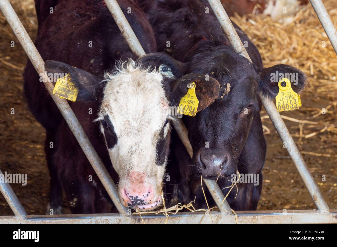 small calves look through the bars of a metal fence. Animals on the ...