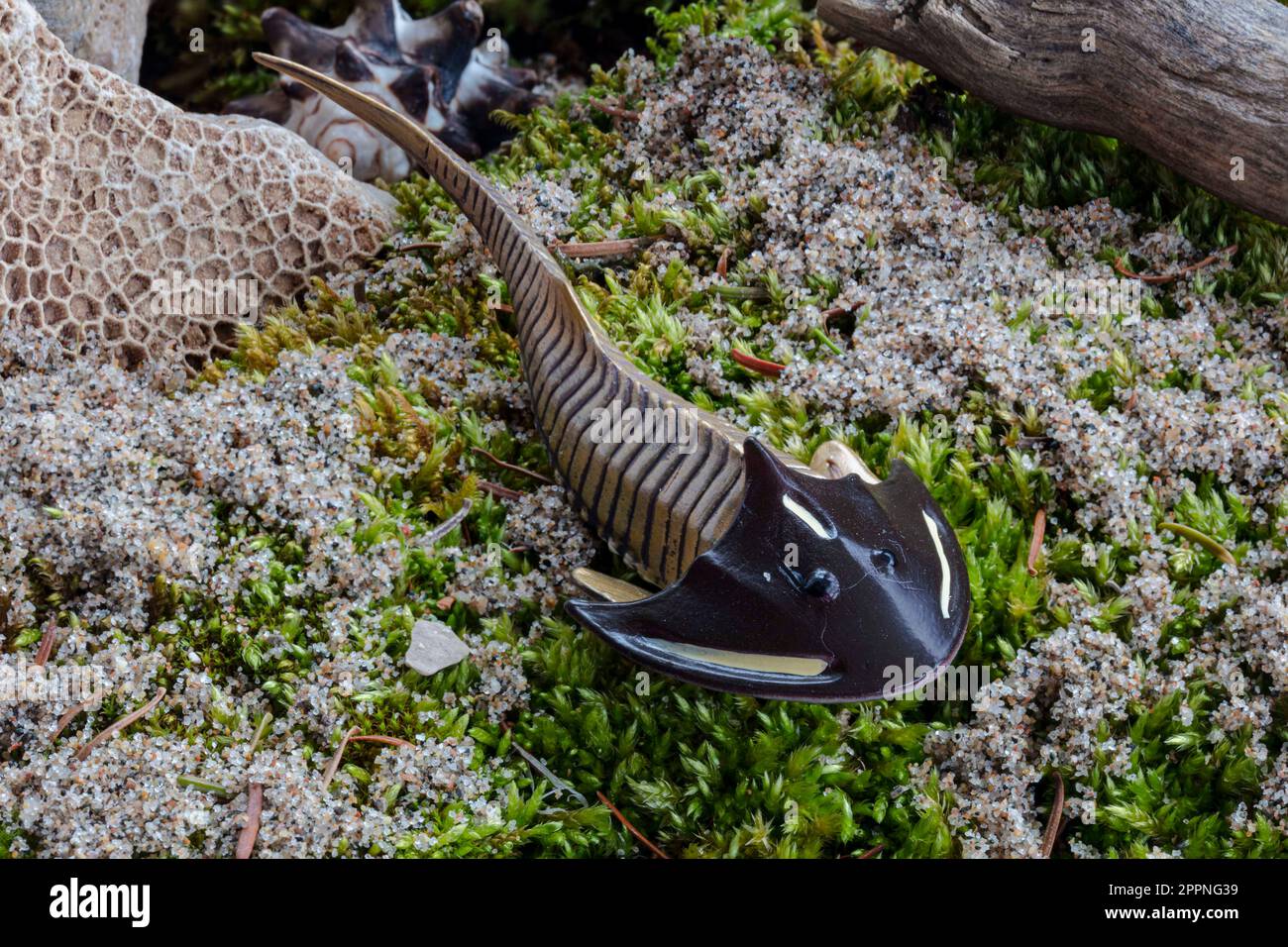 Devonian fish hi-res stock photography and images - Alamy