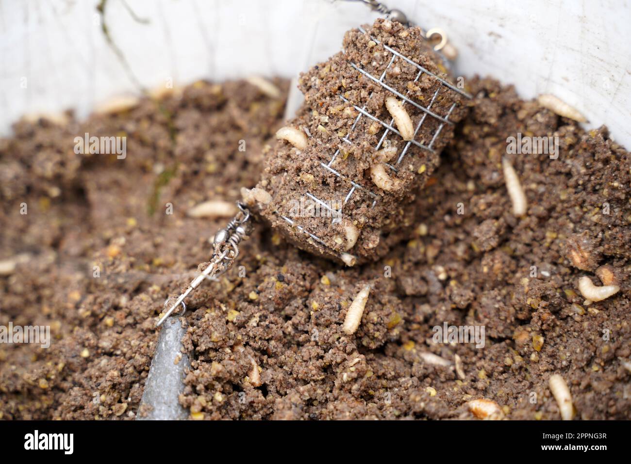Maggots fish food hi-res stock photography and images - Alamy