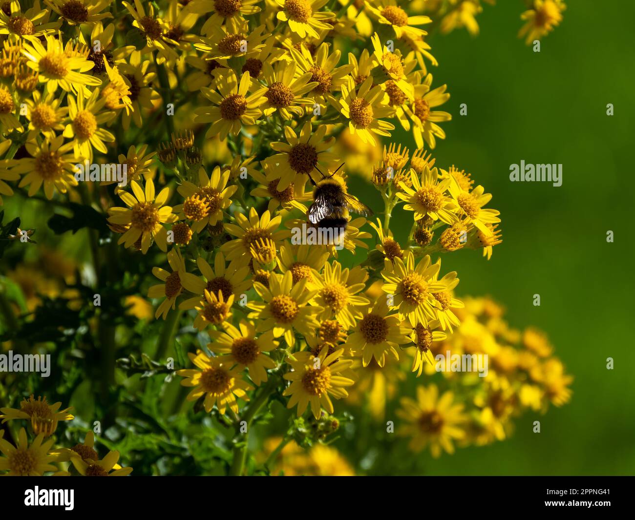 fluffy bumblebee collects pollen on inflorescences of small yellow ...