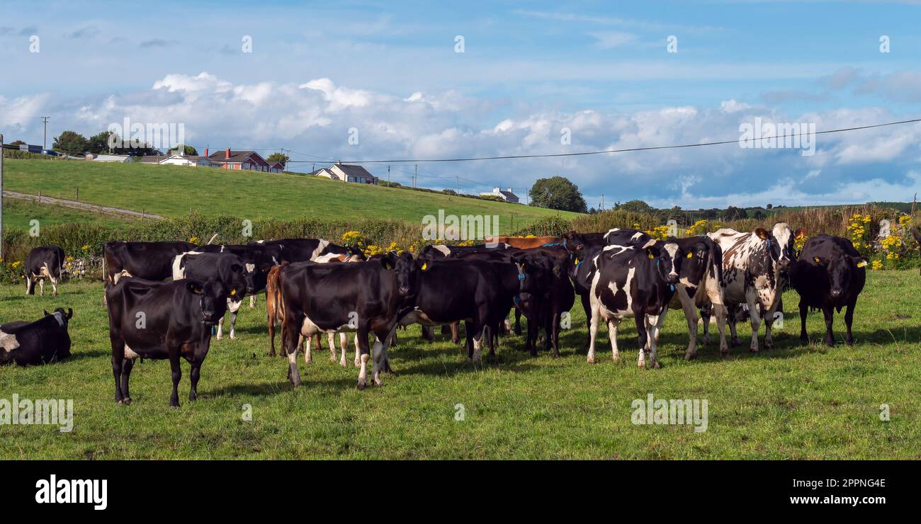 A herd on a green pasture of a dairy farm in Ireland. A green grass ...