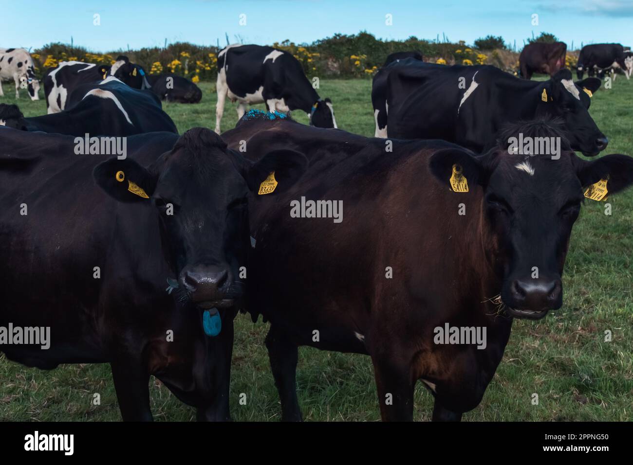 A hornless cows in the field of a livestock farm in Ireland on a summer ...