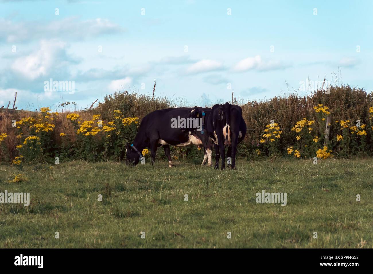 A few cows on a green field of a livestock farm in Ireland. Cattle ...