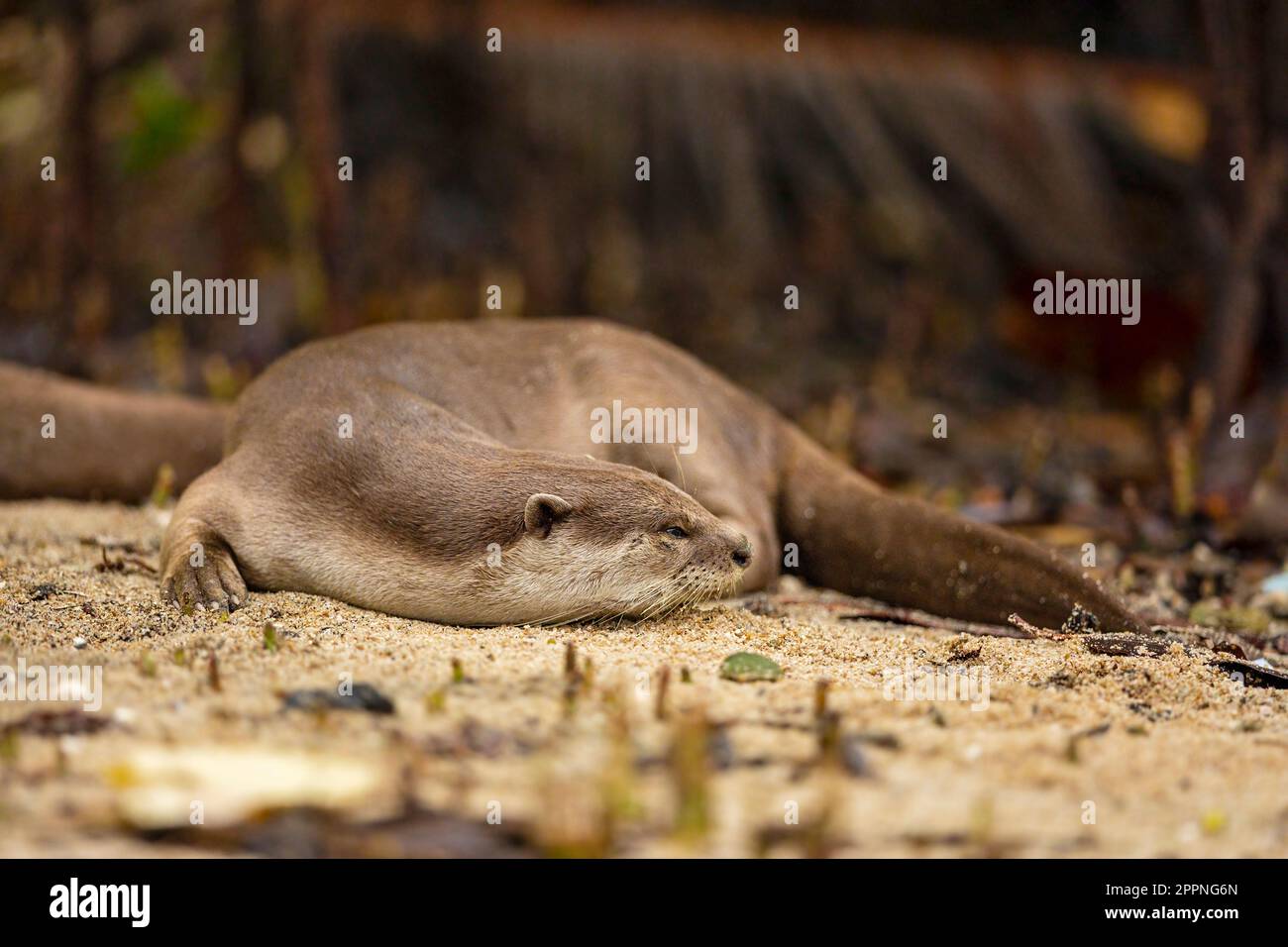 Smooth coated otter sleeping on a mangrove beach, Singapore Stock Photo ...