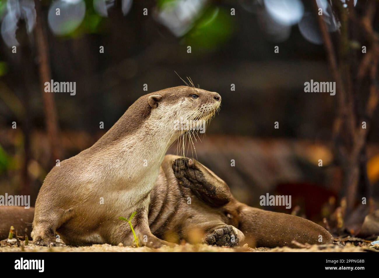 Smooth coated otter grooming on a mangrove beach, Singapore Stock Photo ...